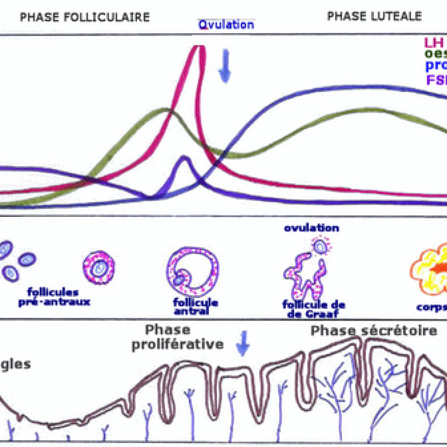 bilan-hormonal-chez-la-femme-1 - Objectif Detox