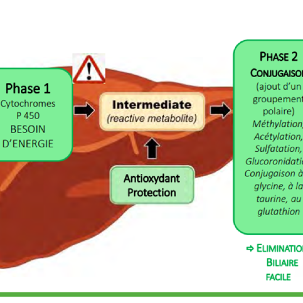 phases-detox - Objectif Detox
